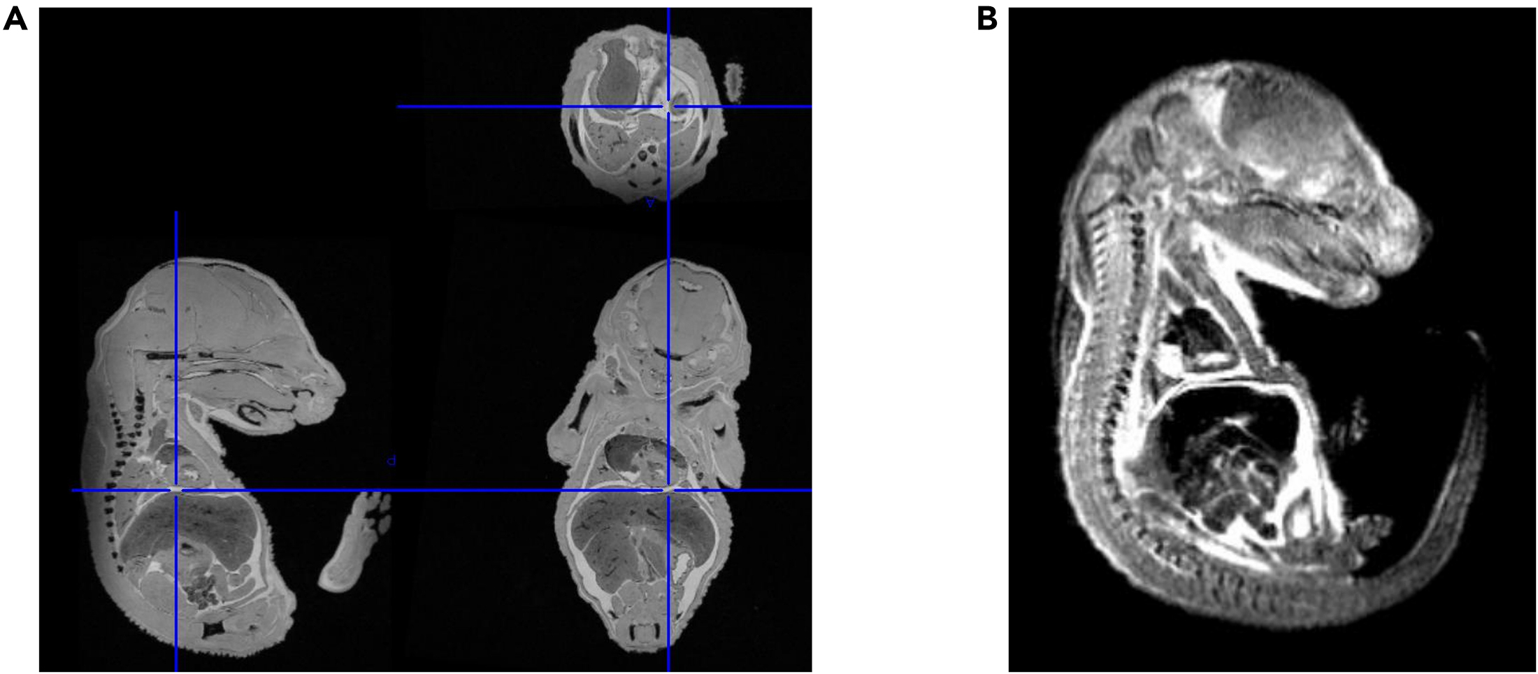Cell Press: STAR Protocols