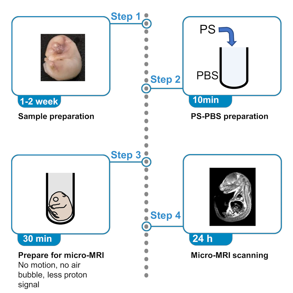 Cell Press: STAR Protocols