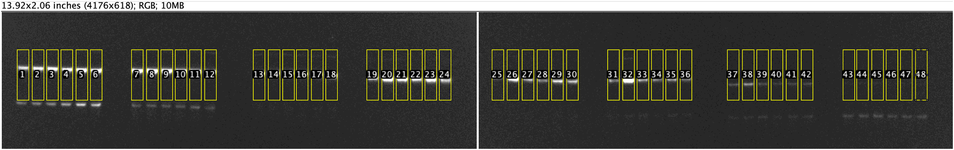 Cell Press: STAR Protocols