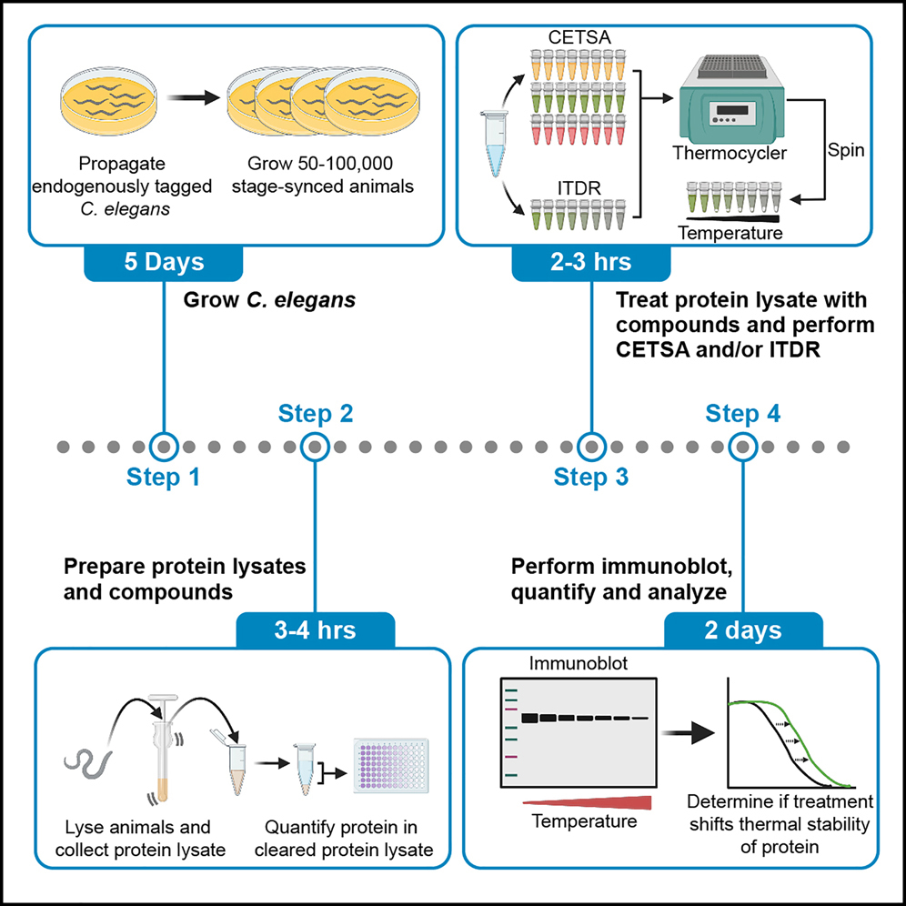 Cell Press: STAR Protocols