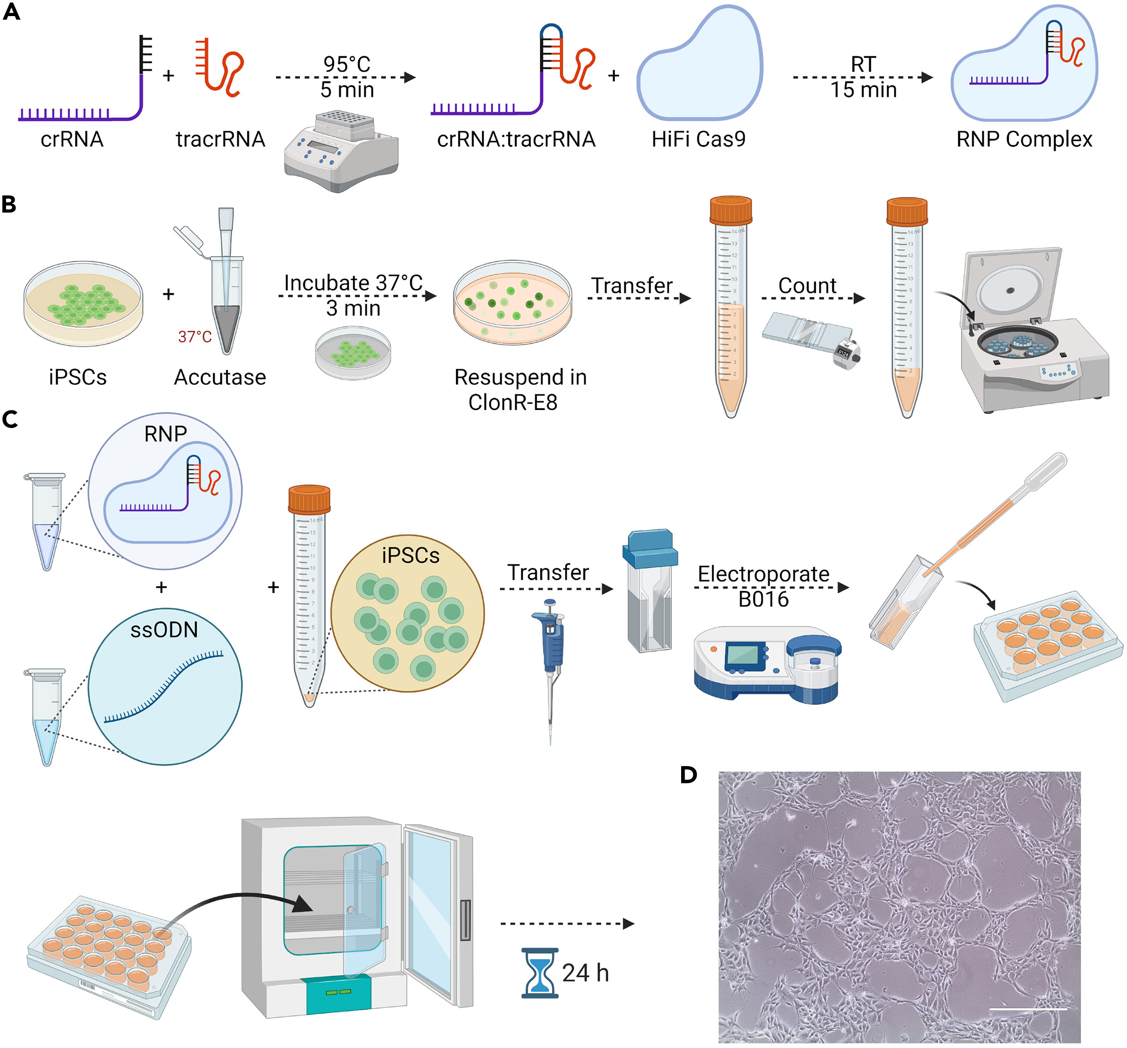 Cell Press: STAR Protocols