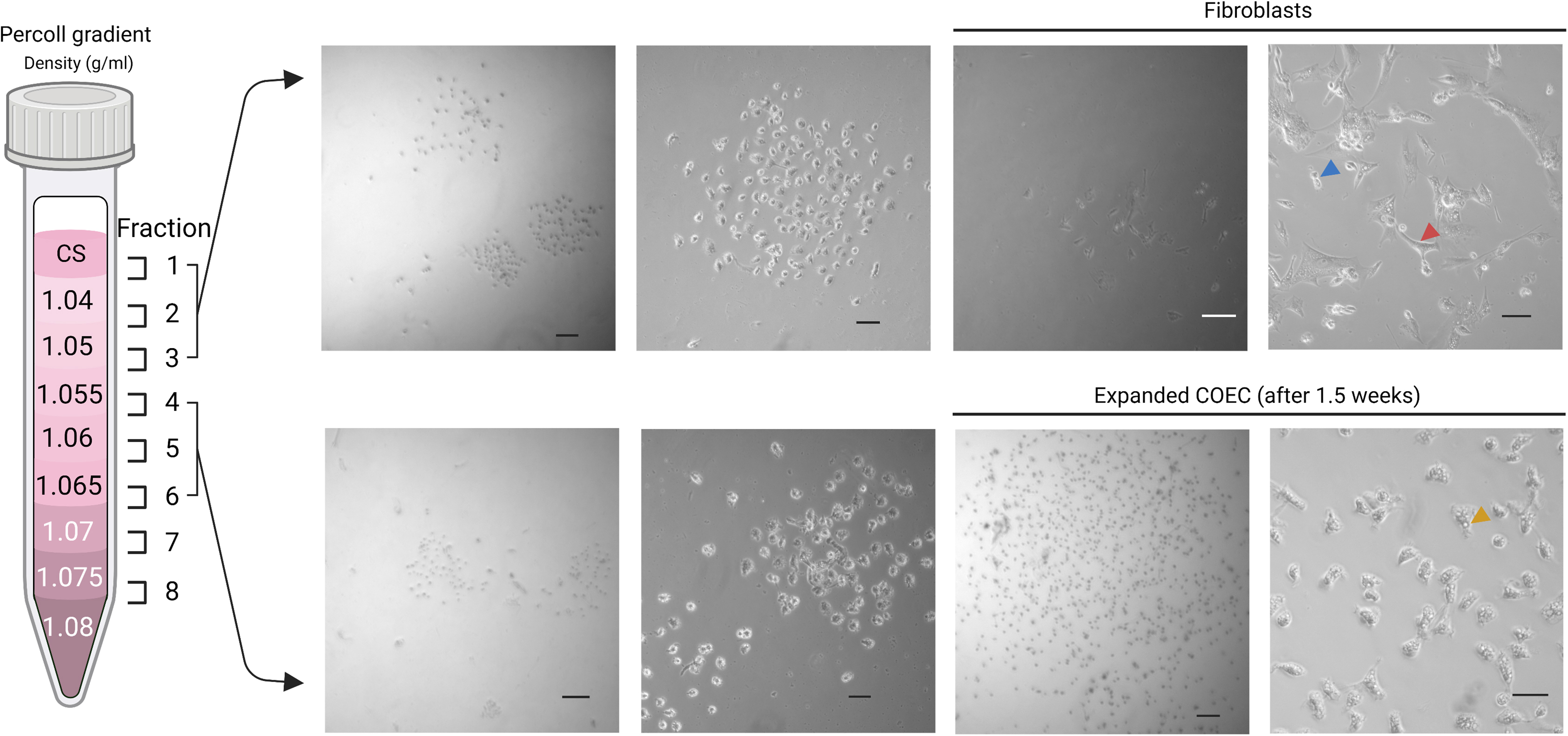 Cell Press: STAR Protocols