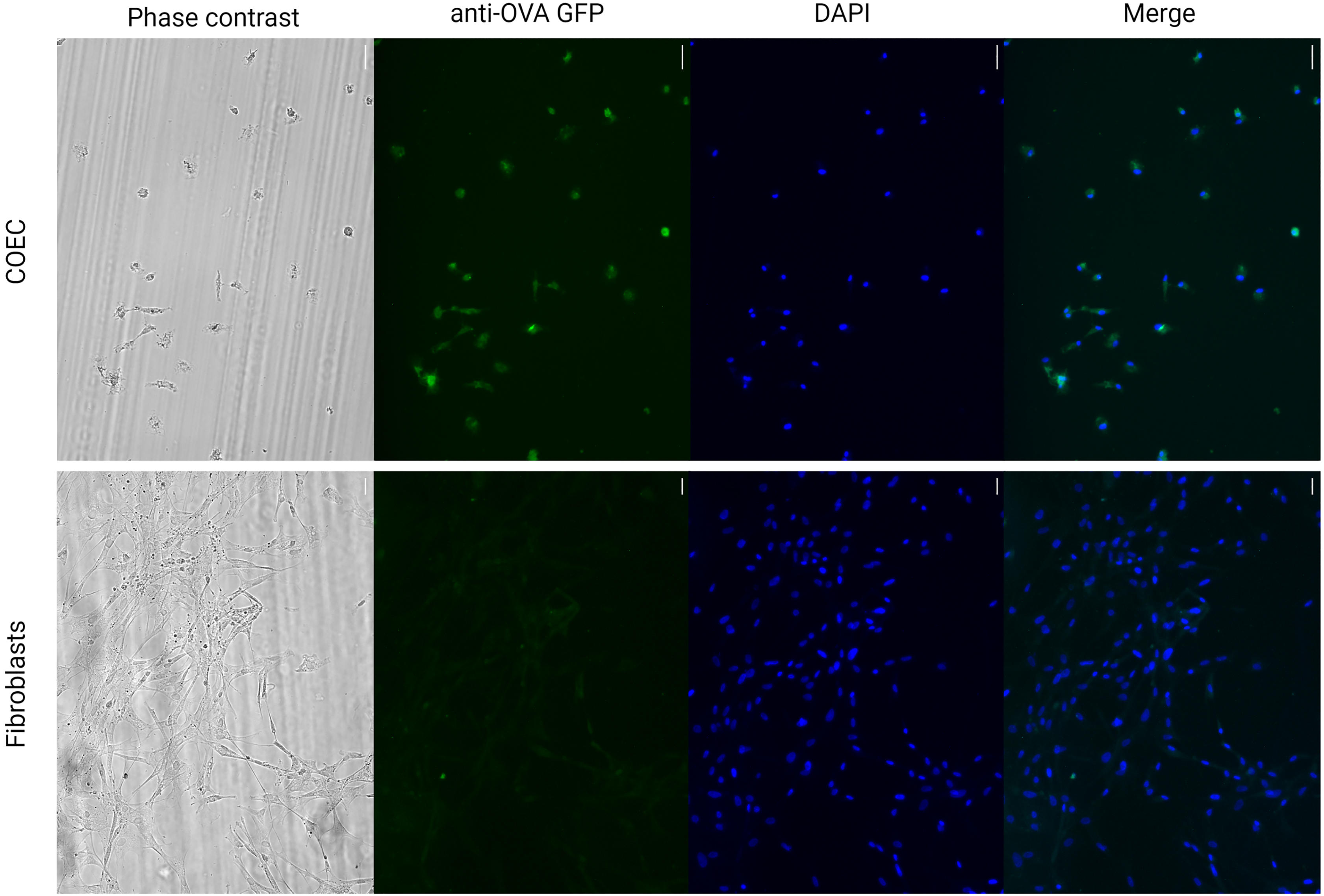 Cell Press: STAR Protocols