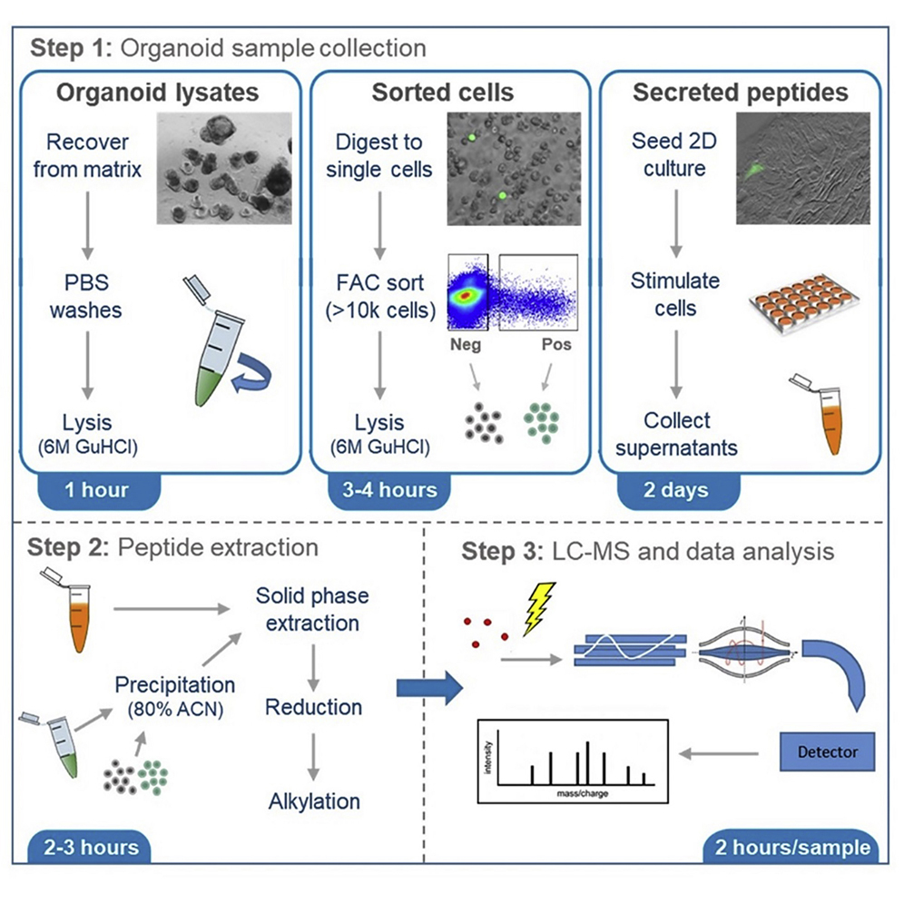 Cell Press: STAR Protocols