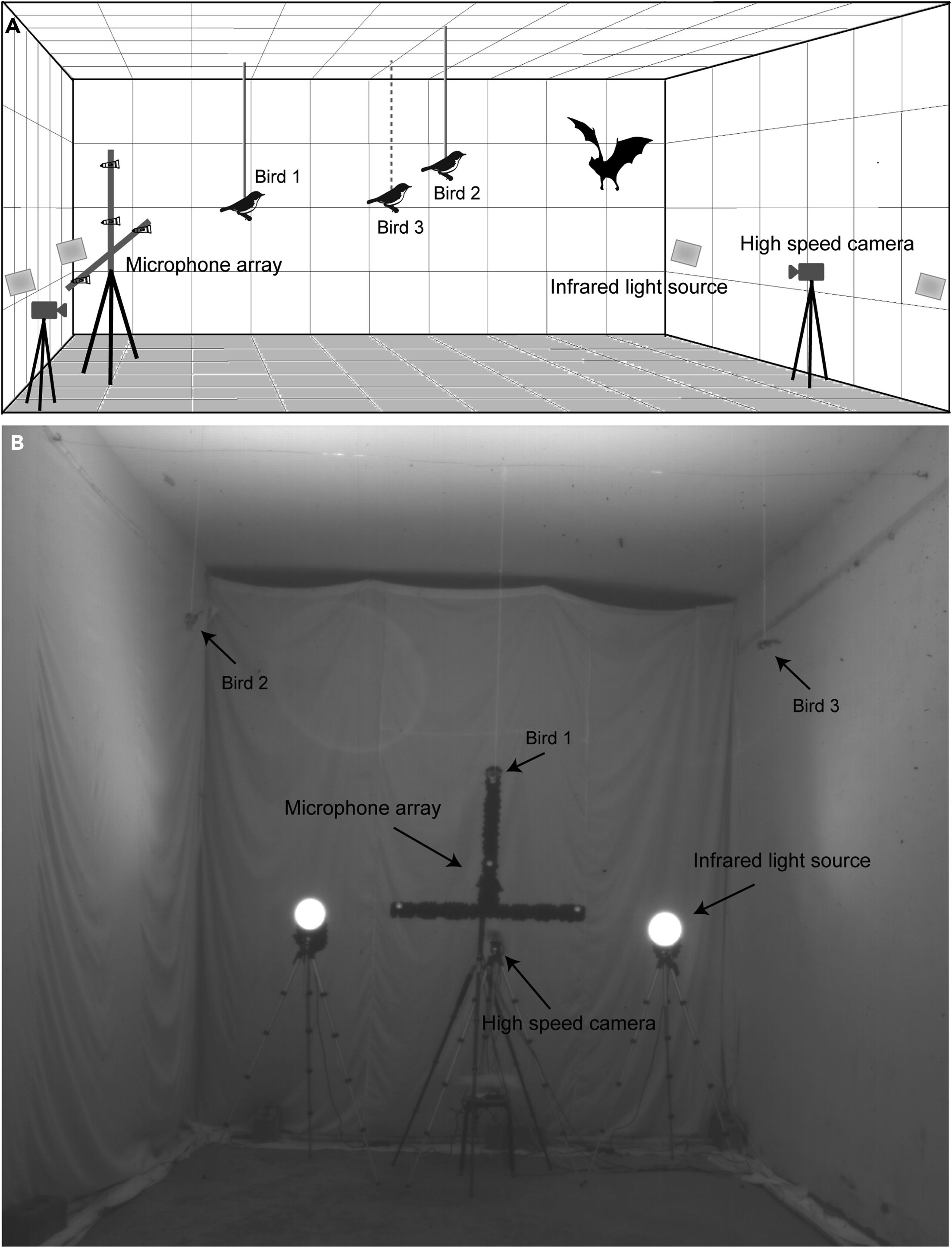 Cell Press: STAR Protocols