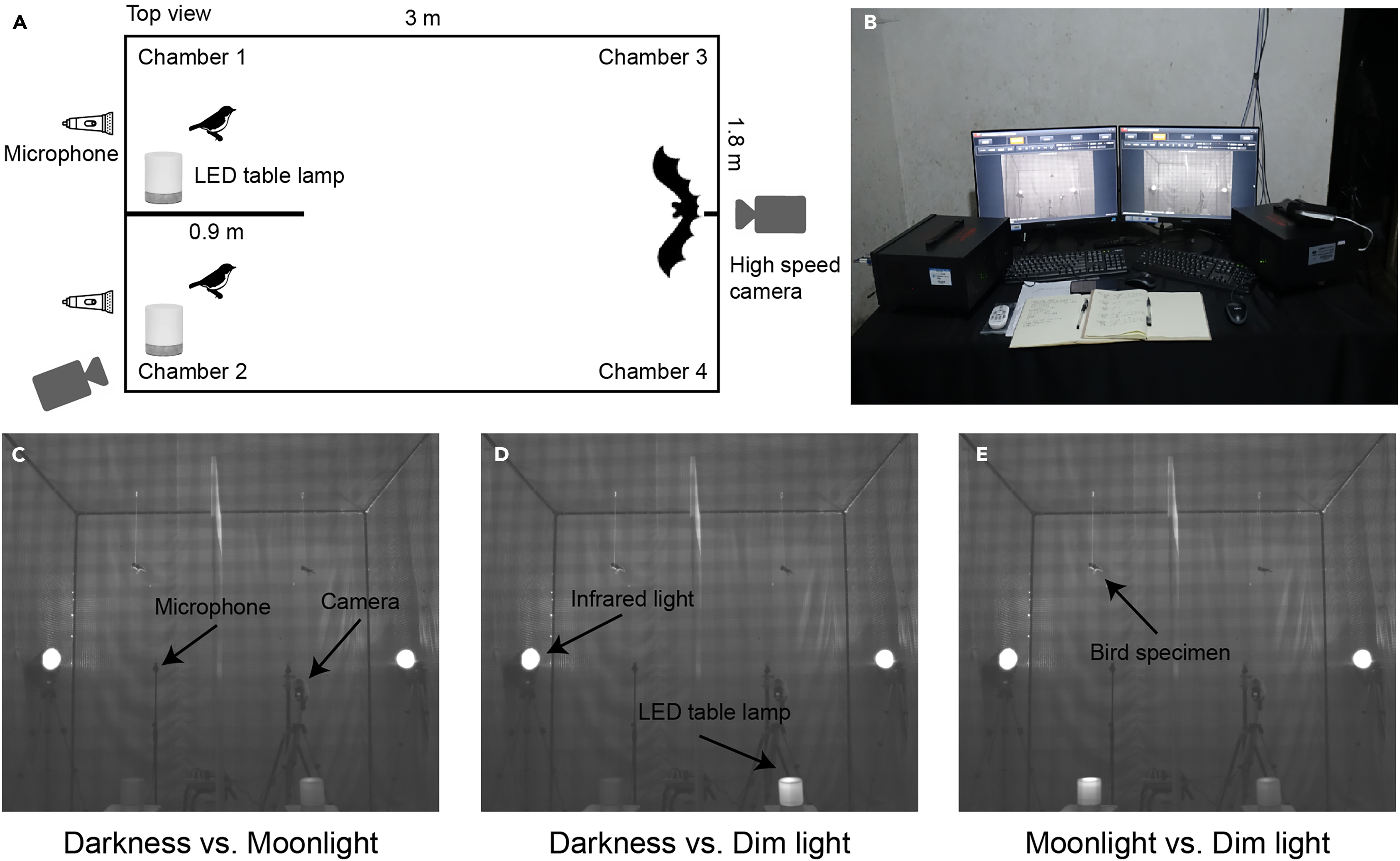 Cell Press: STAR Protocols
