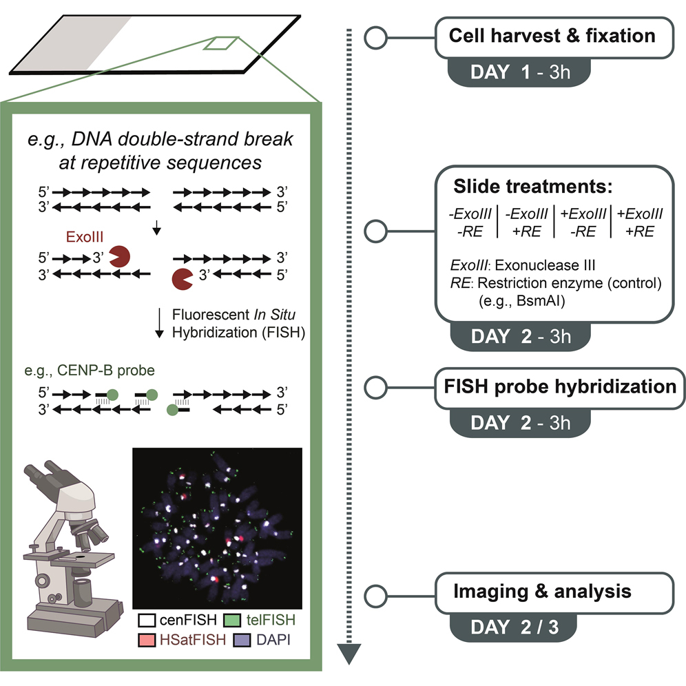Cell Press: STAR Protocols