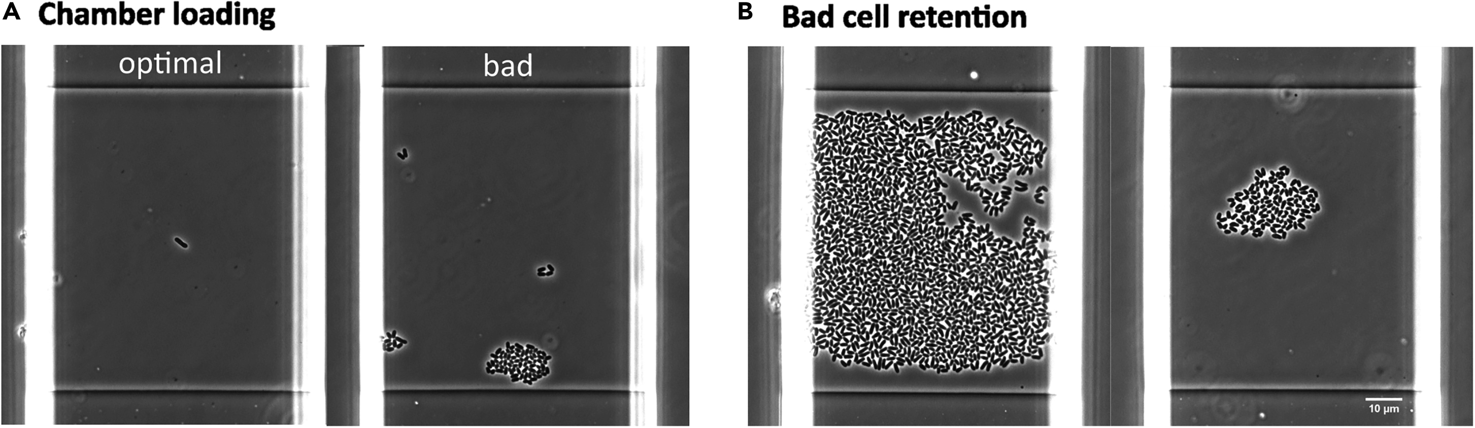 Cell Press: STAR Protocols