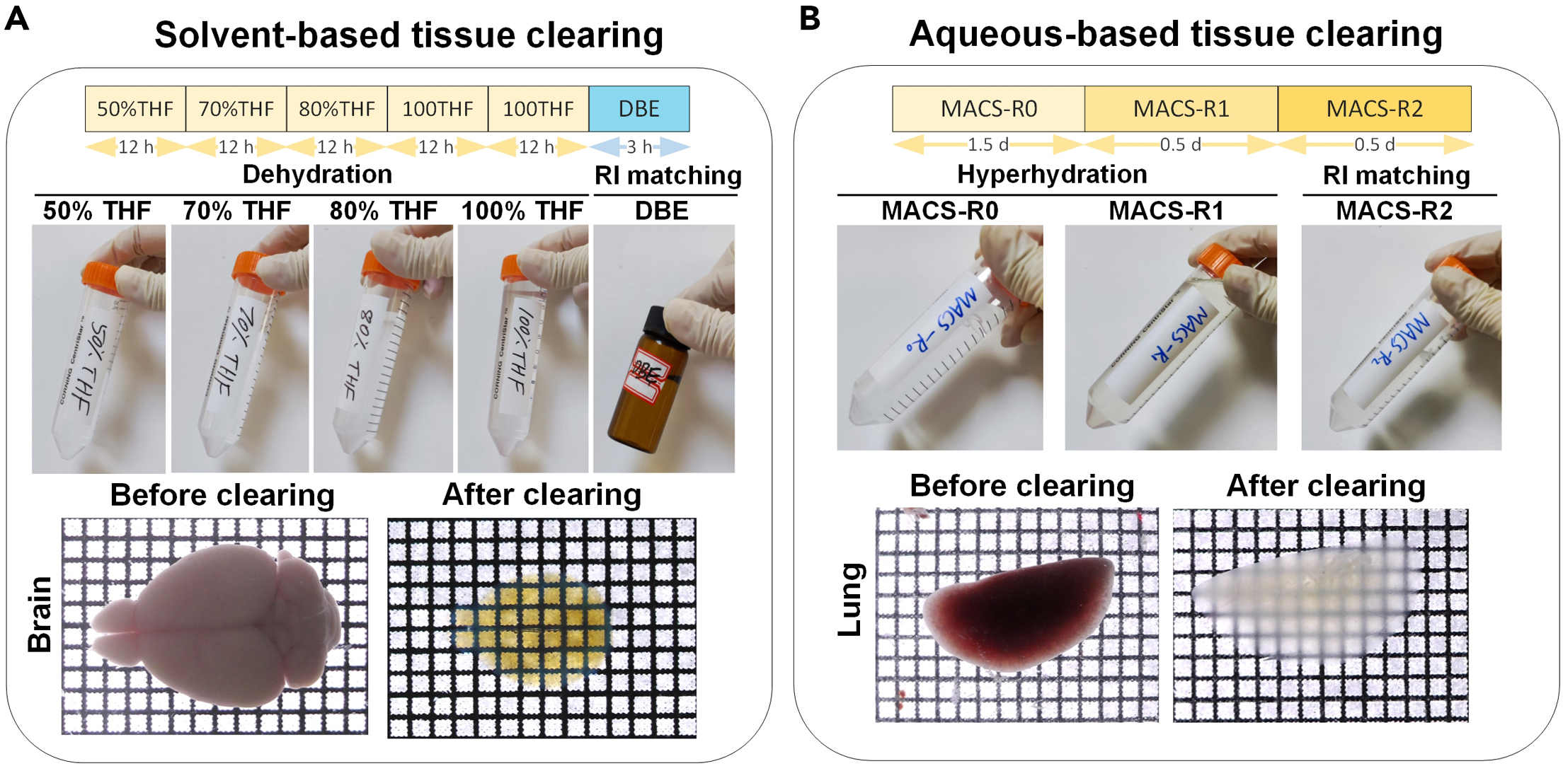 Cell Press: STAR Protocols