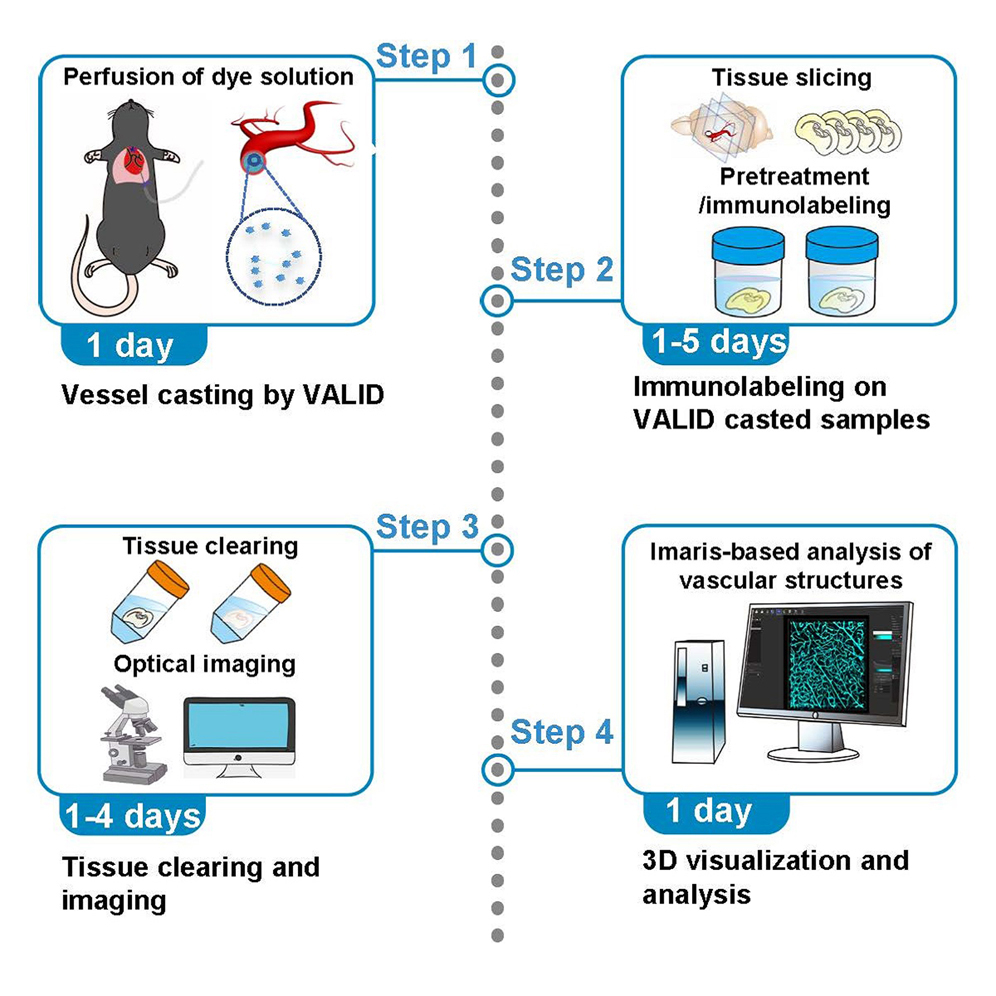 Cell Press: STAR Protocols