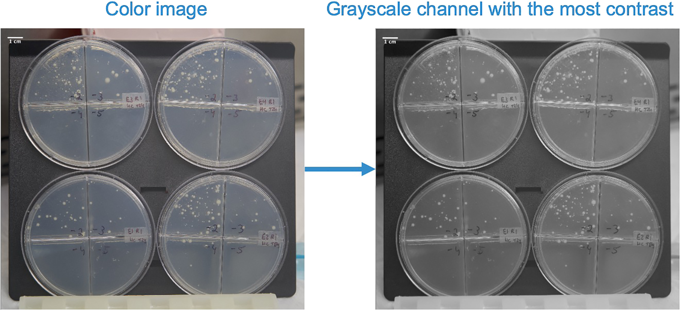 Cell Press: STAR Protocols