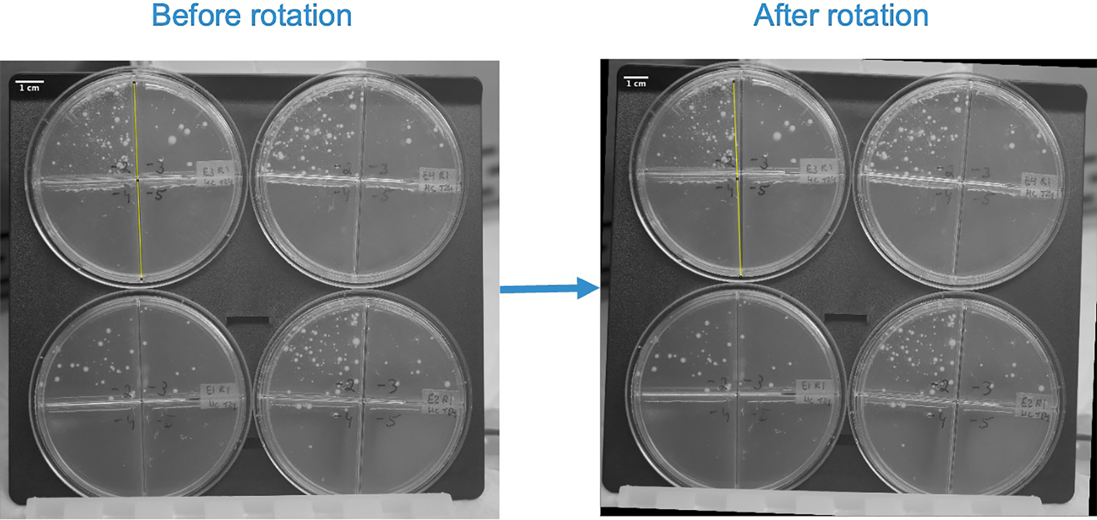 Cell Press: STAR Protocols