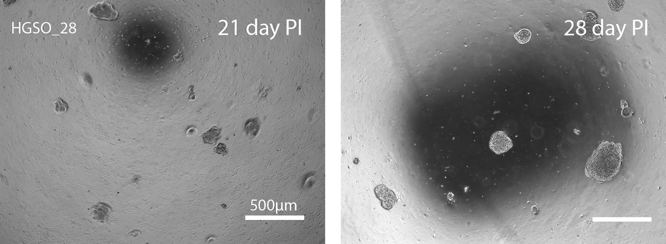 Cell Press: STAR Protocols