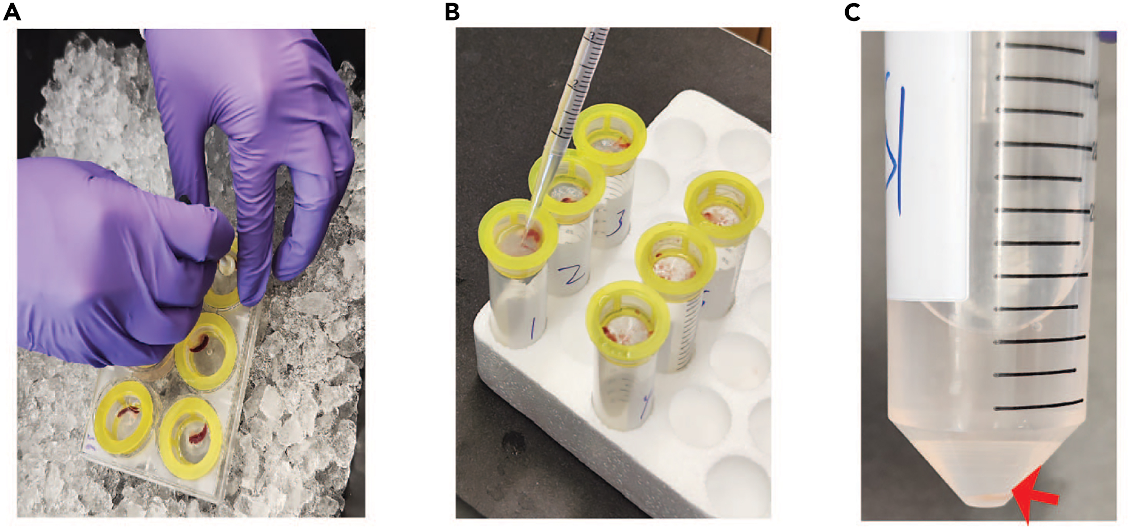 Cell Press: STAR Protocols