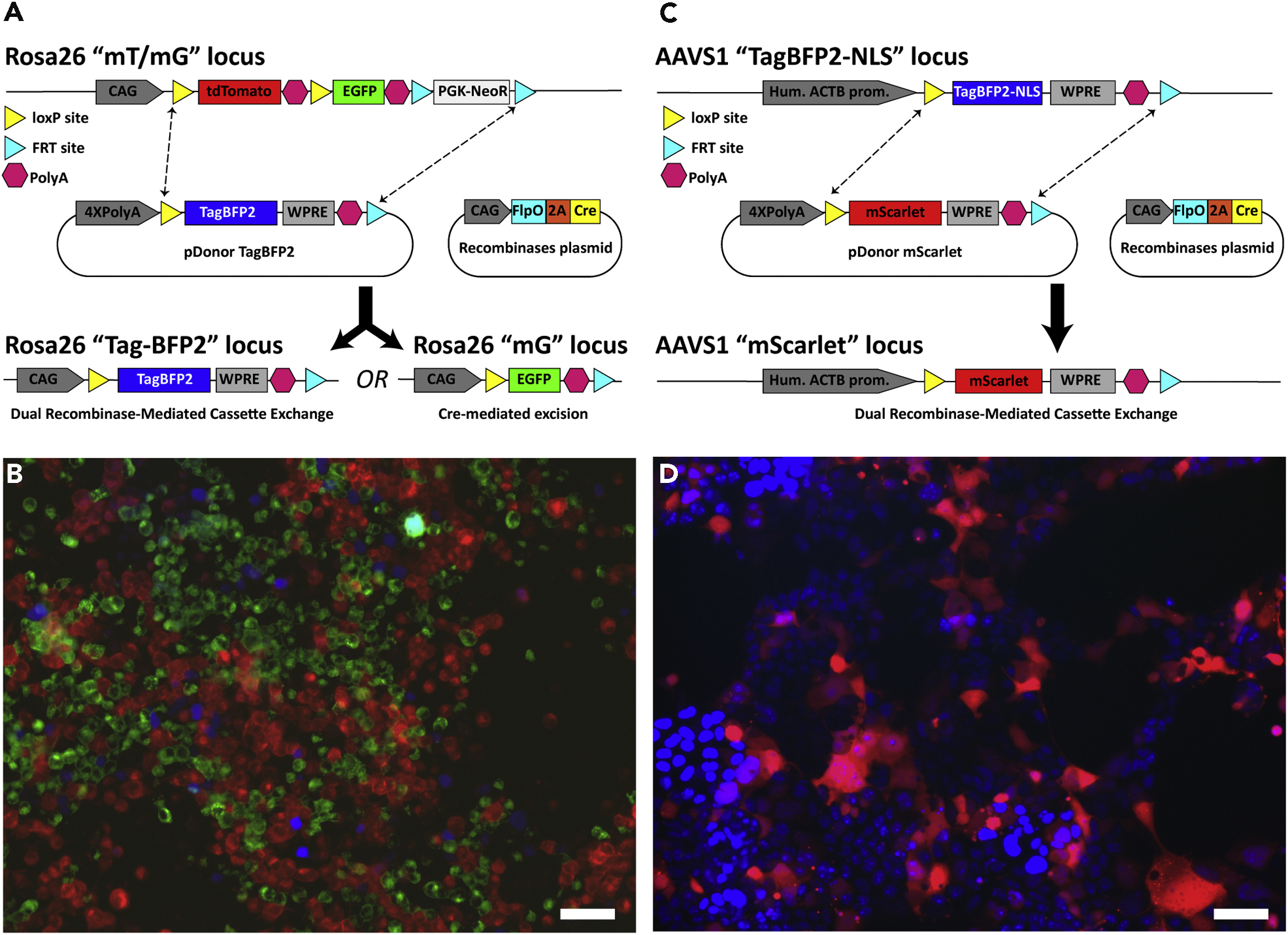 Cell Press: STAR Protocols