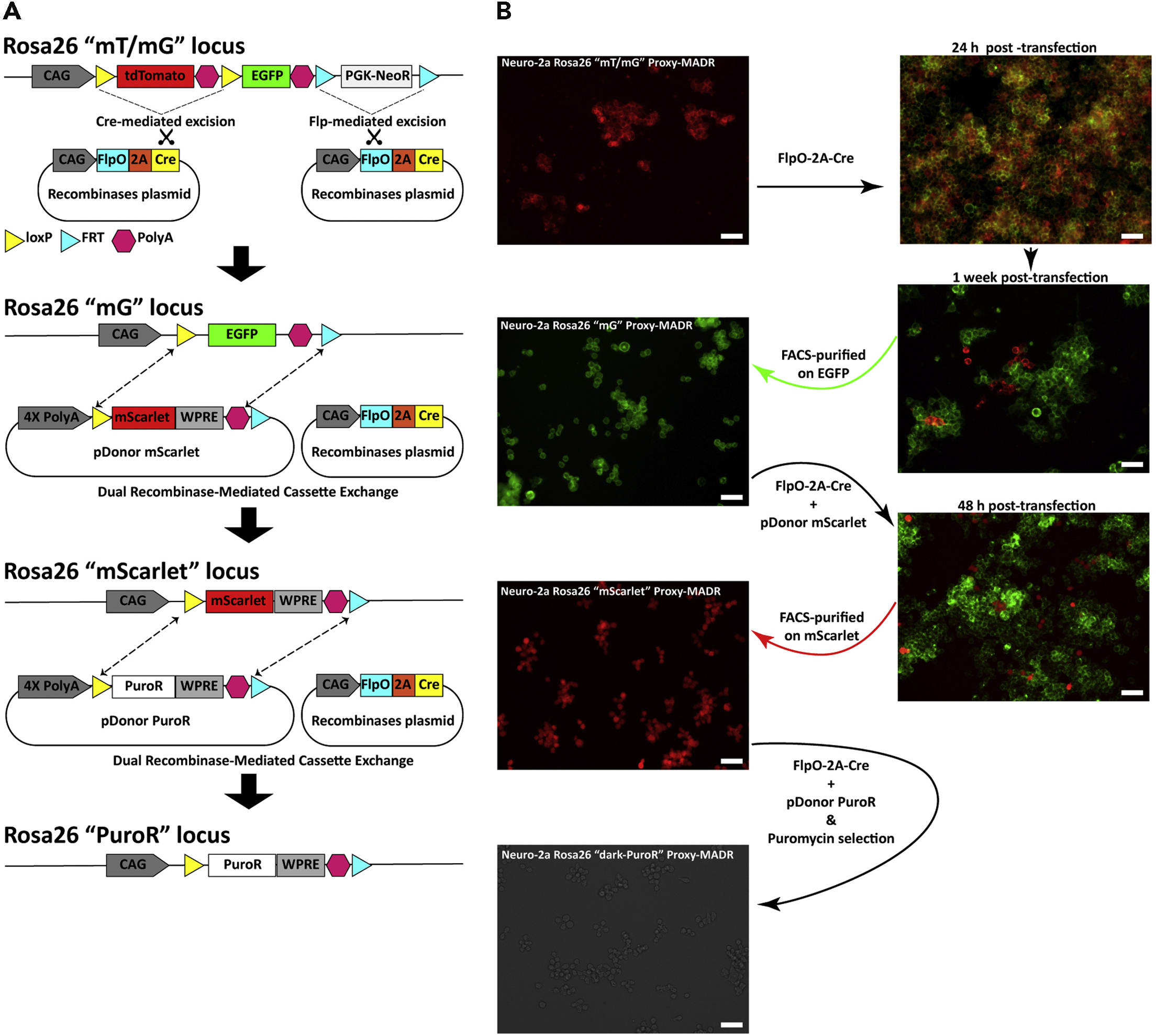 Cell Press: STAR Protocols