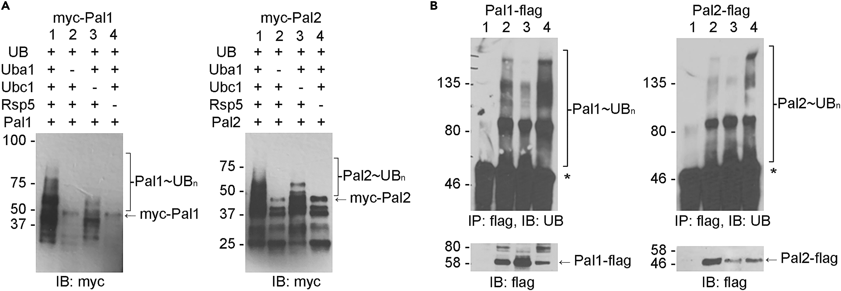 Cell Press: STAR Protocols
