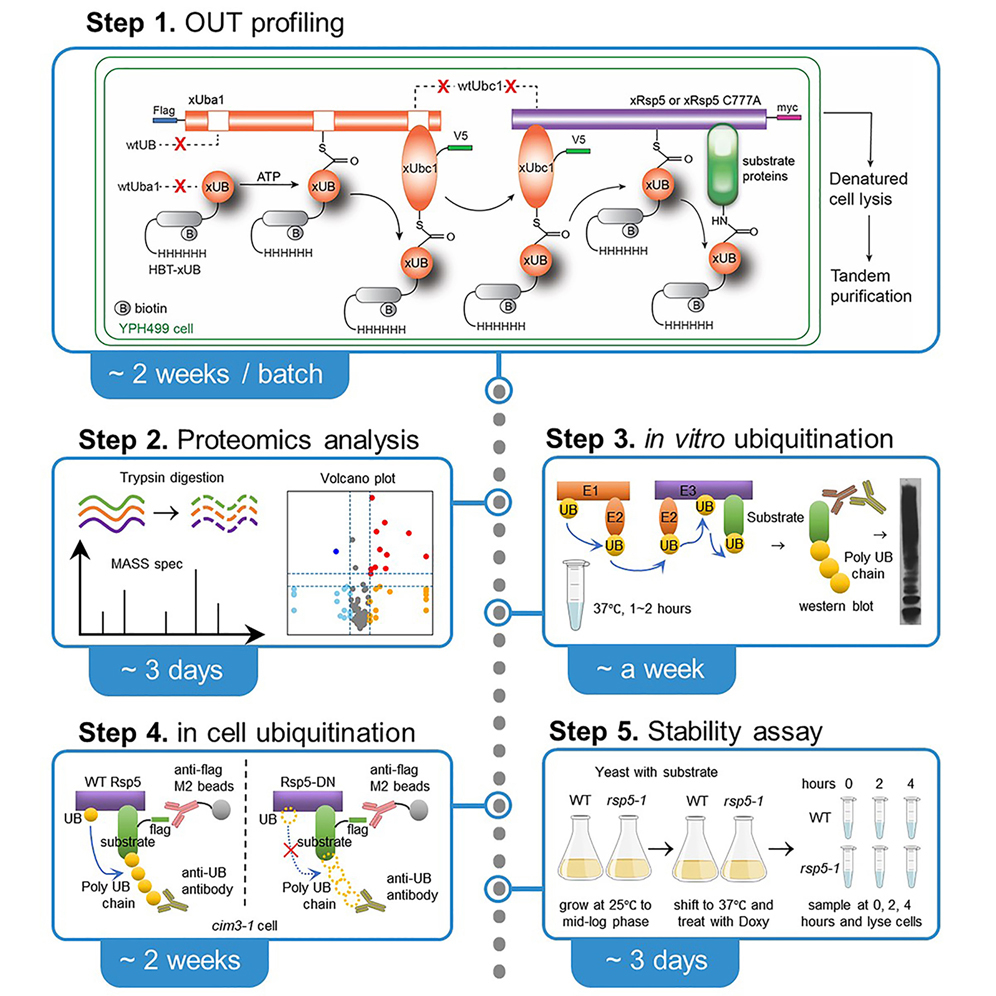 Cell Press: STAR Protocols