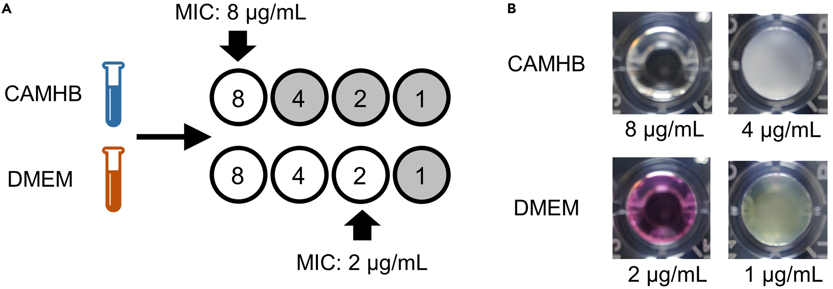 Cell Press: STAR Protocols