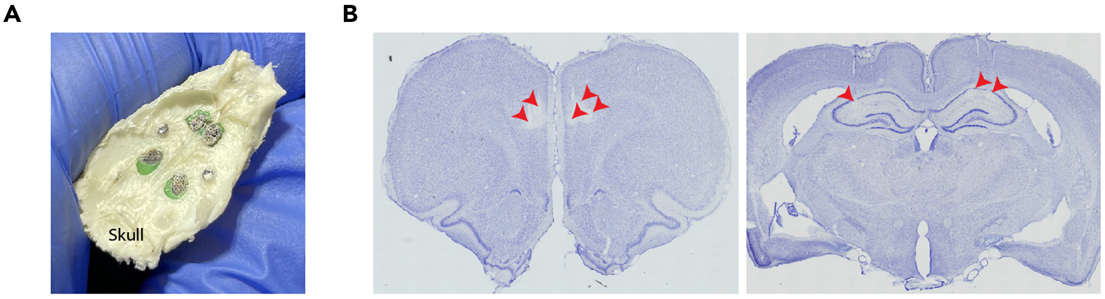 Cell Press: STAR Protocols