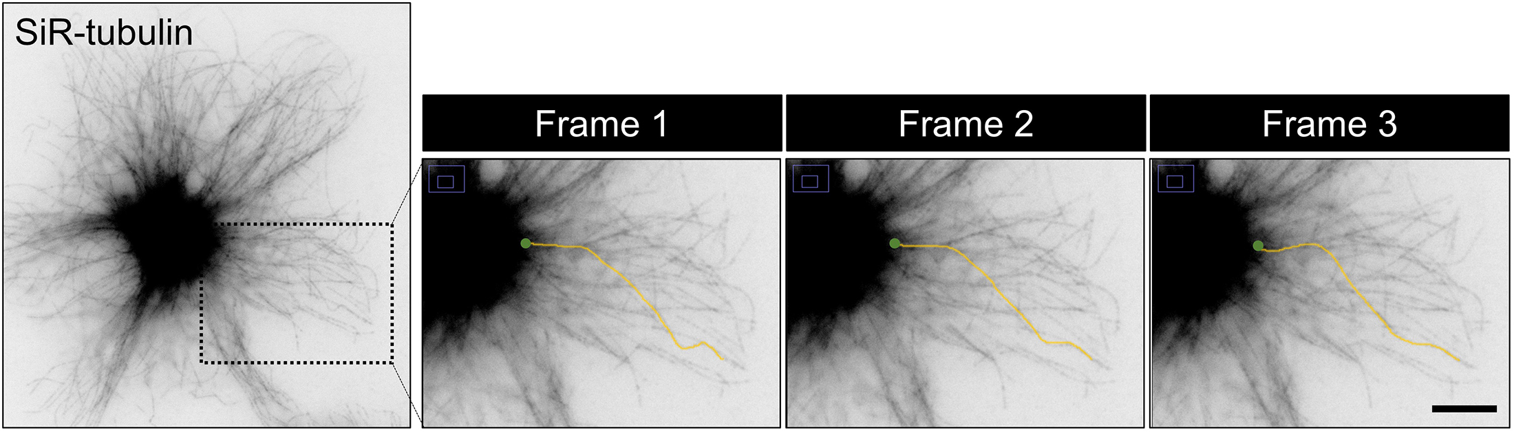 Cell Press: STAR Protocols