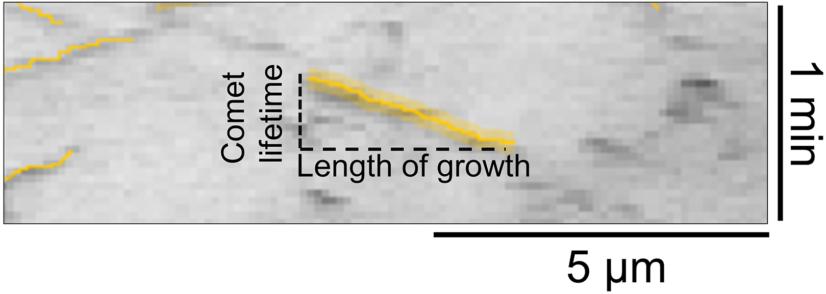 Cell Press: STAR Protocols