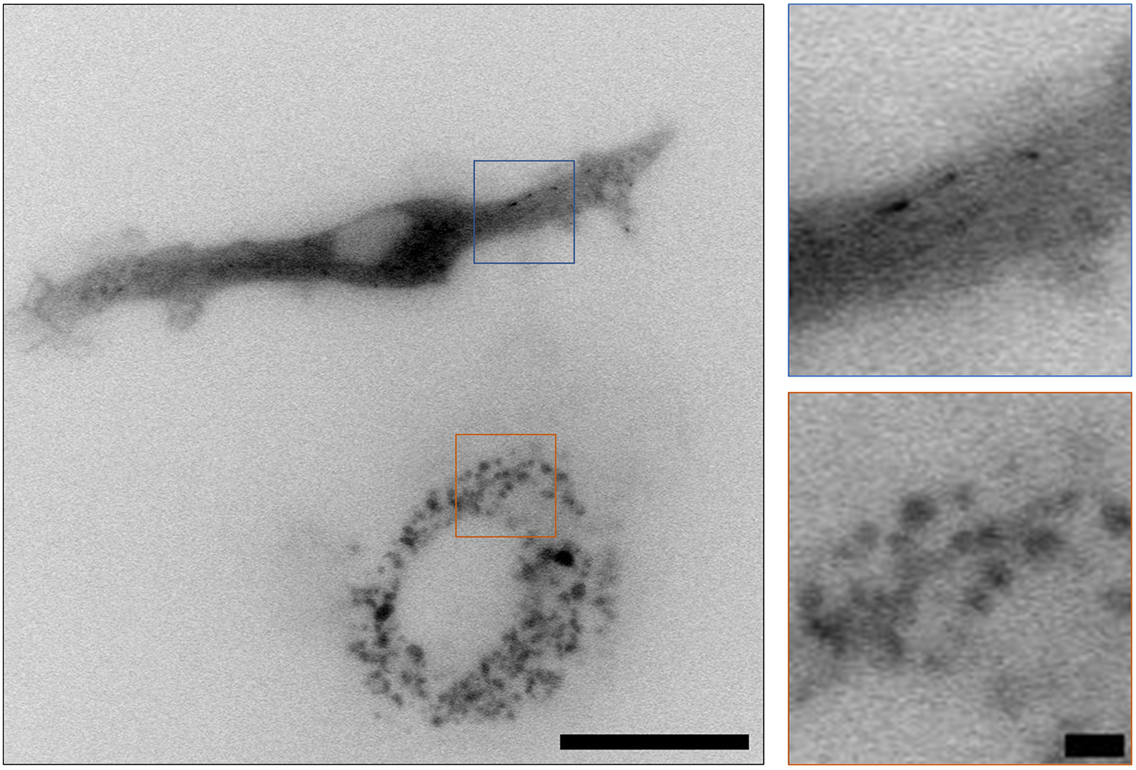 Cell Press: STAR Protocols