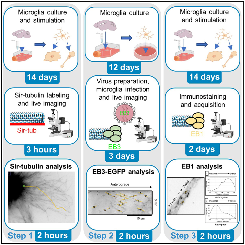 Cell Press: STAR Protocols