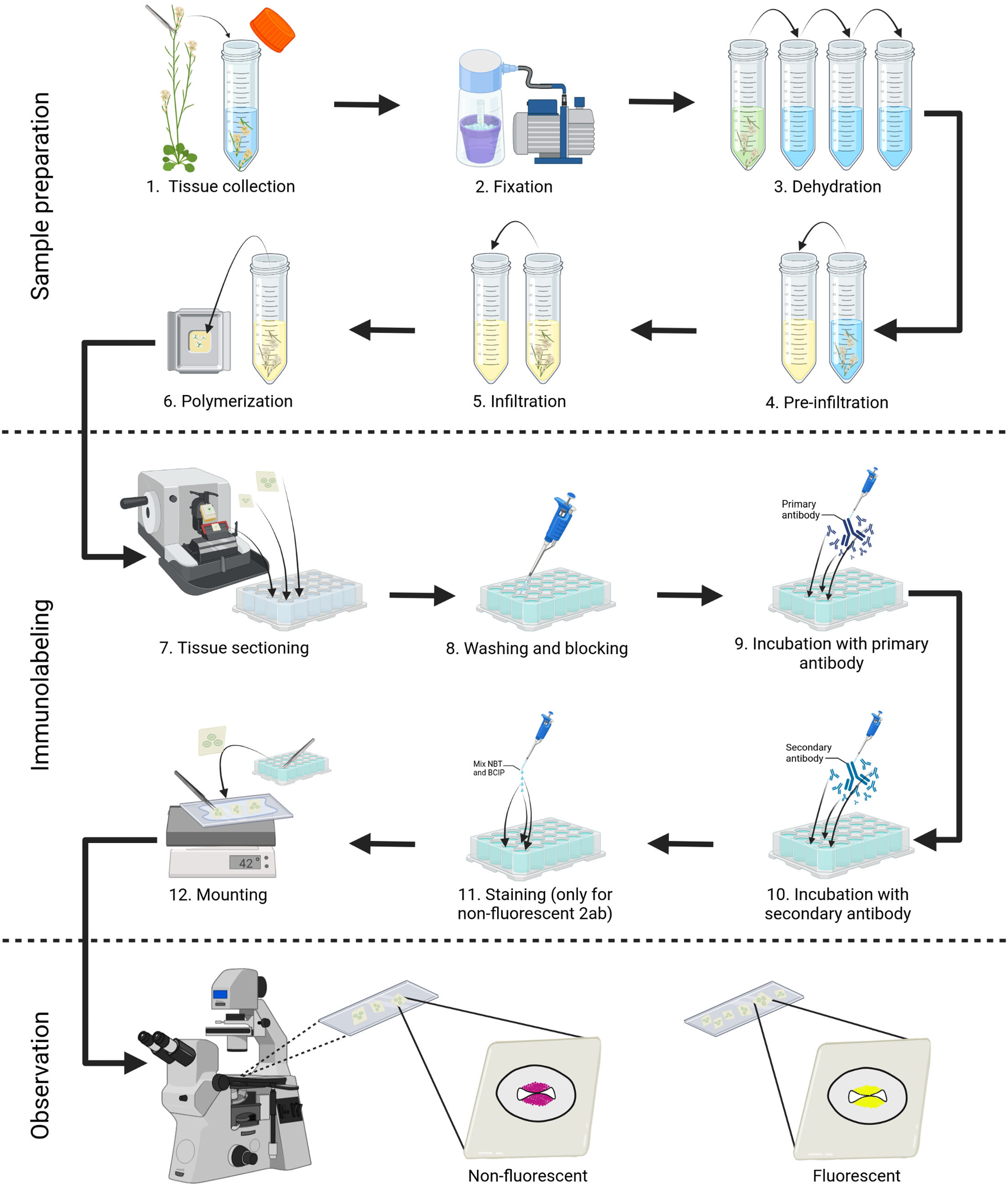 Cell Press: STAR Protocols
