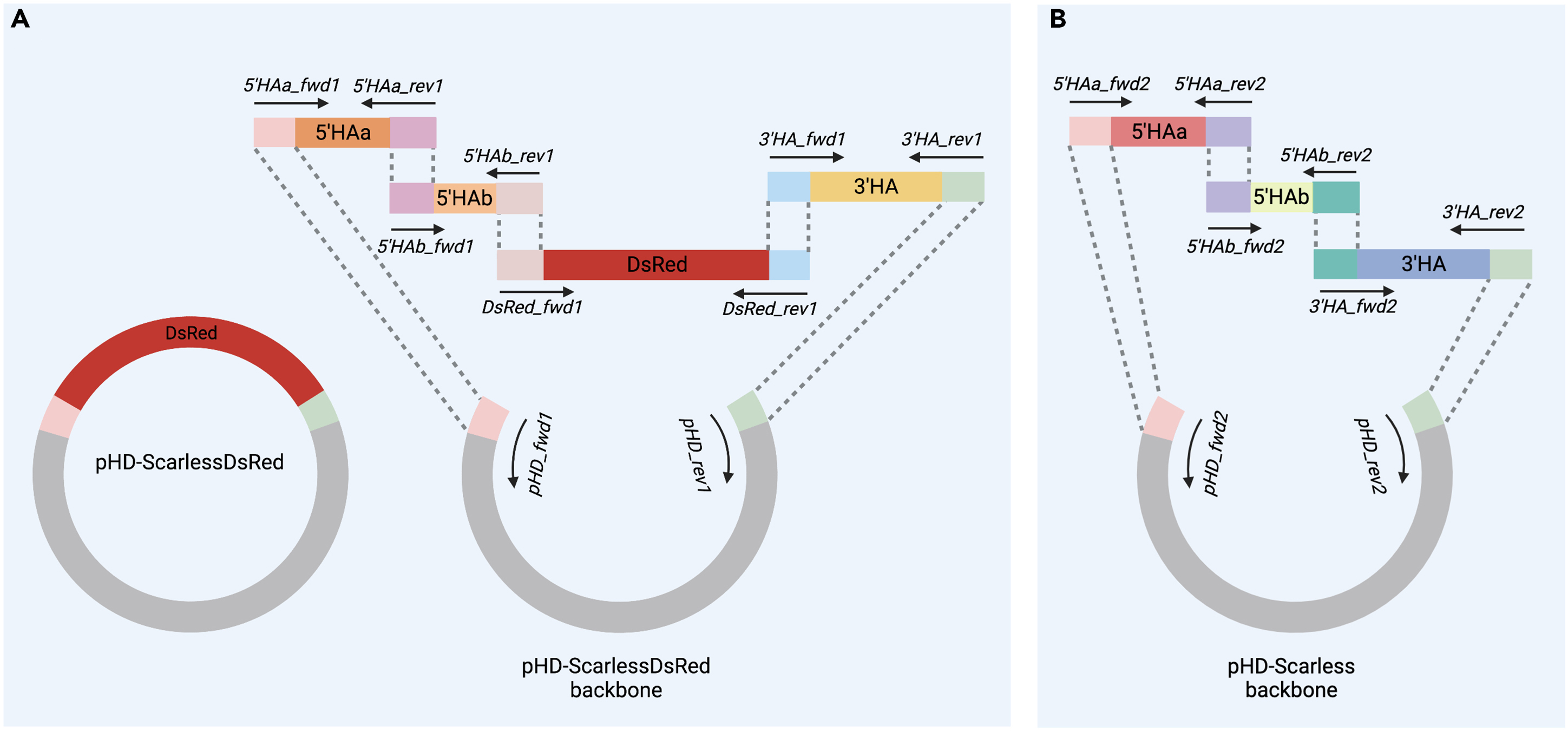 Cell Press: STAR Protocols