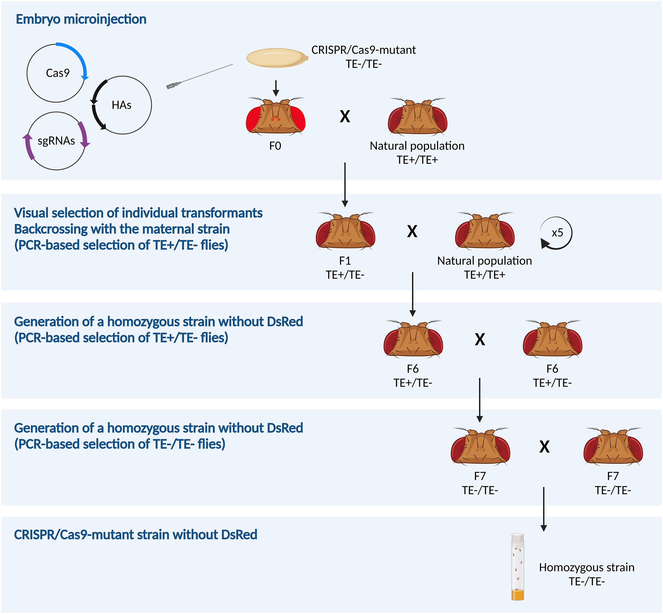 Cell Press: STAR Protocols
