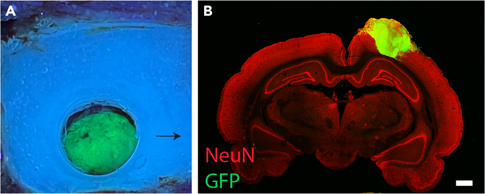 Cell Press: STAR Protocols