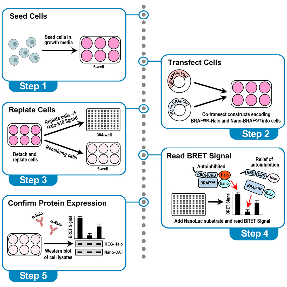 Cell Press: STAR Protocols