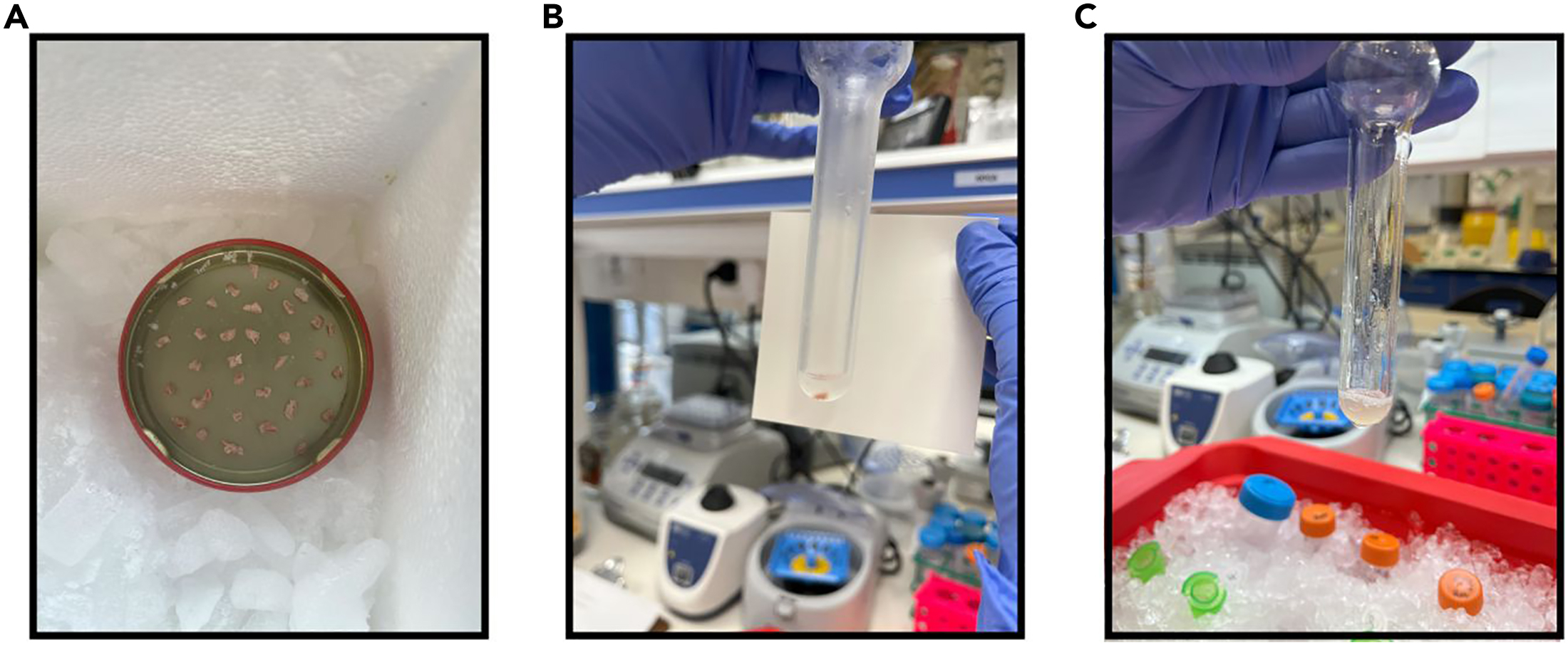Cell Press: STAR Protocols