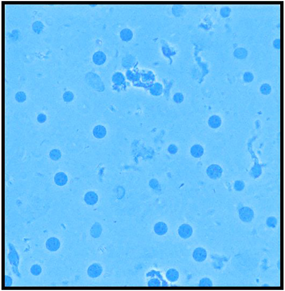 Cell Press: STAR Protocols