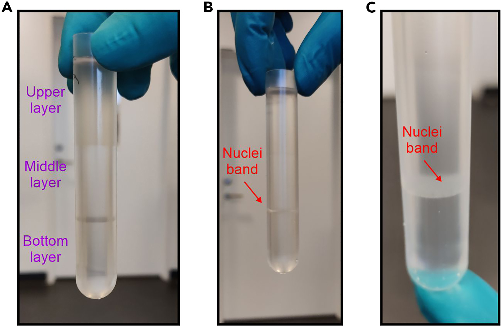 Cell Press: STAR Protocols