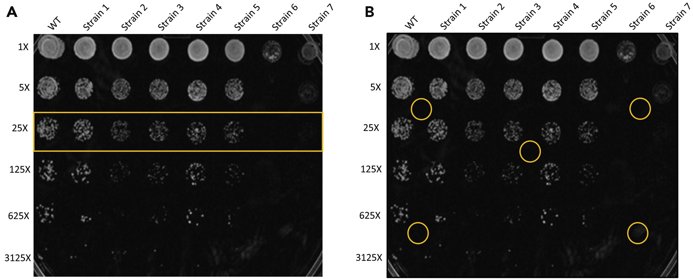 Cell Press: STAR Protocols