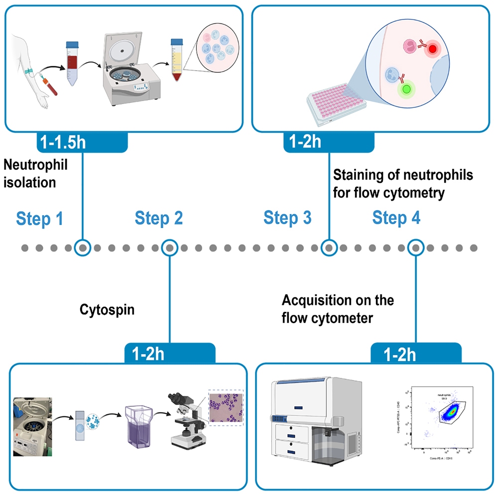 Cell Press: STAR Protocols