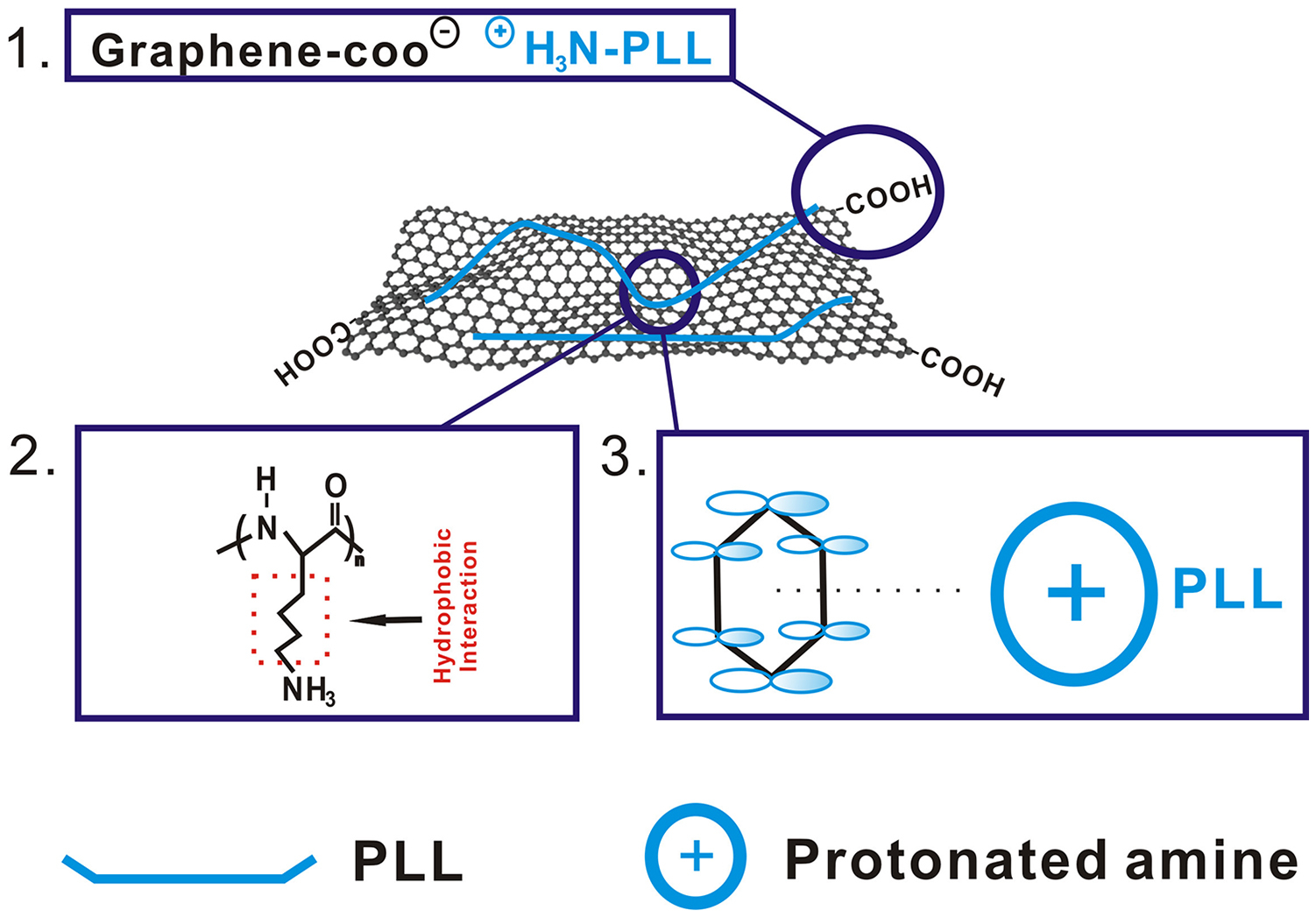 Cell Press: STAR Protocols
