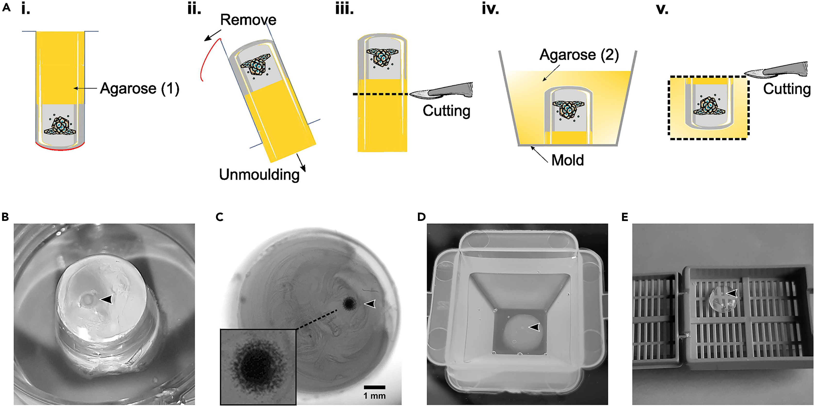 Cell Press: STAR Protocols