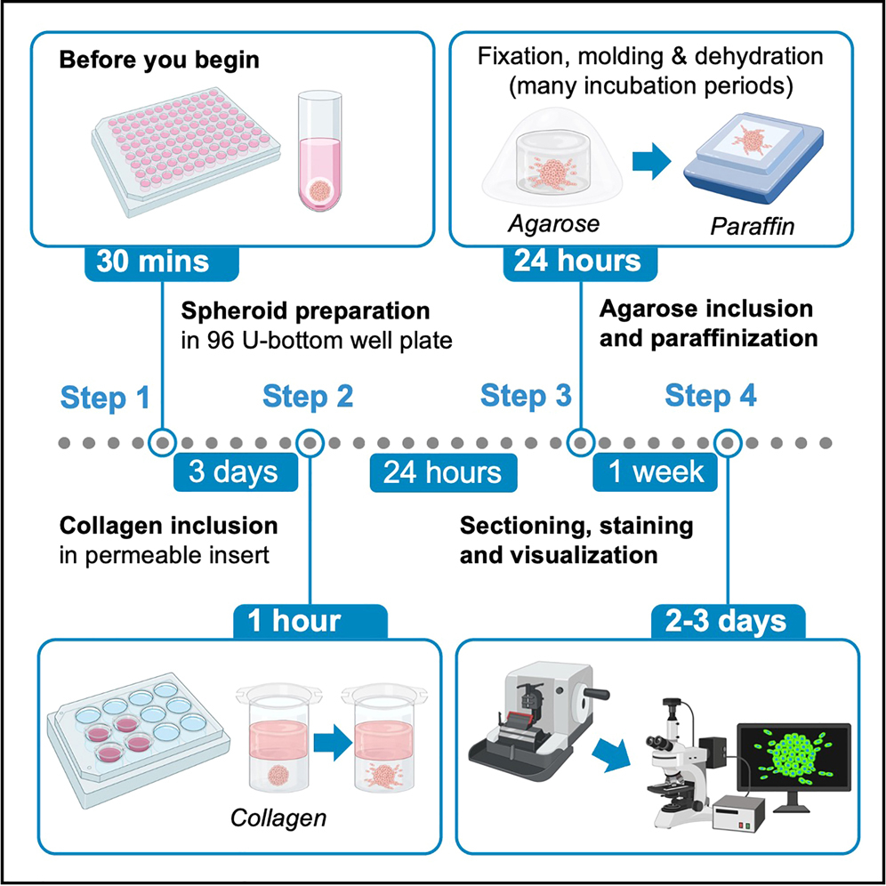 Cell Press: STAR Protocols