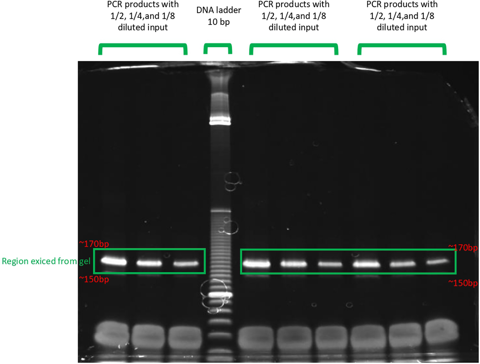 Cell Press: STAR Protocols