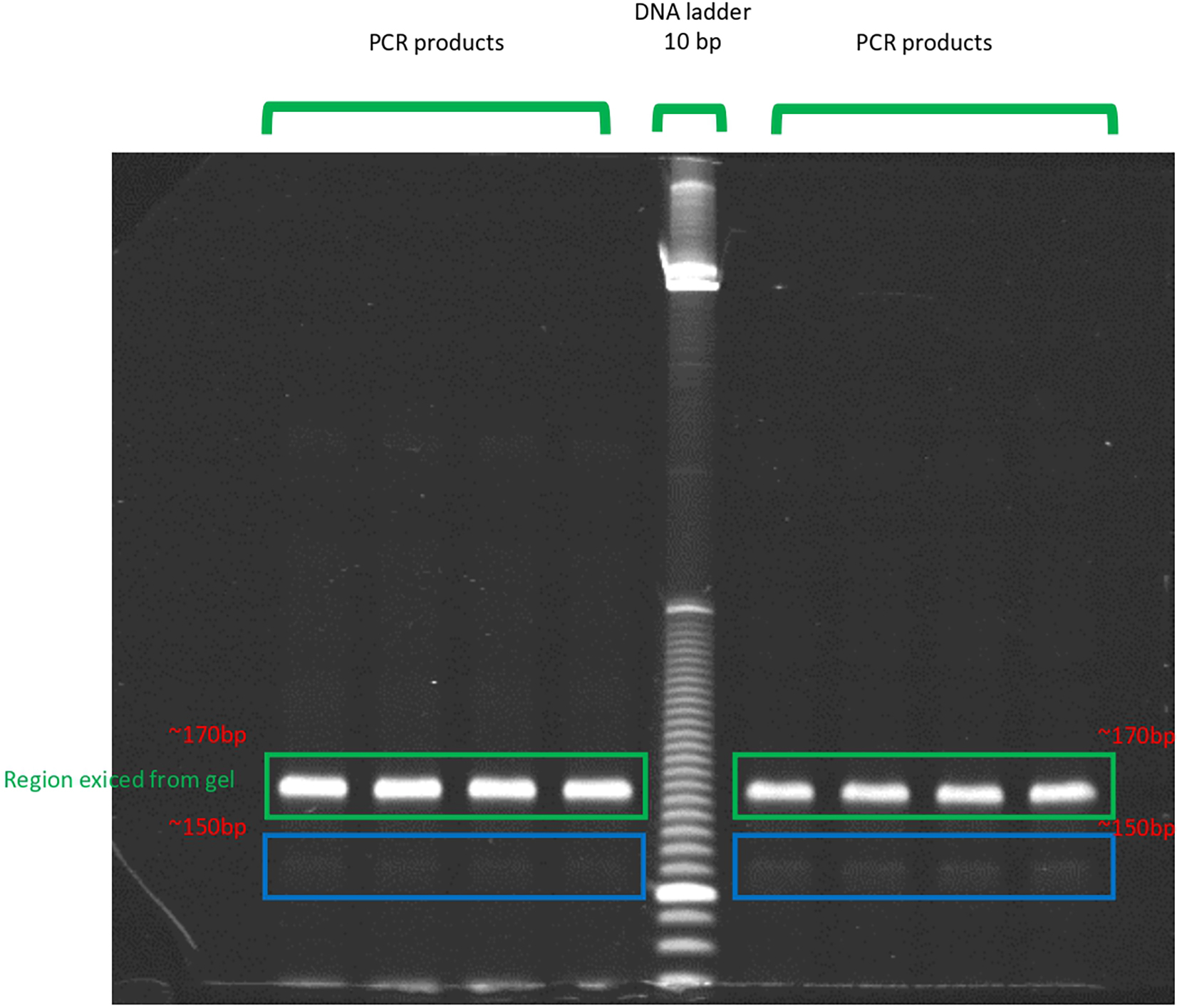 Cell Press: STAR Protocols