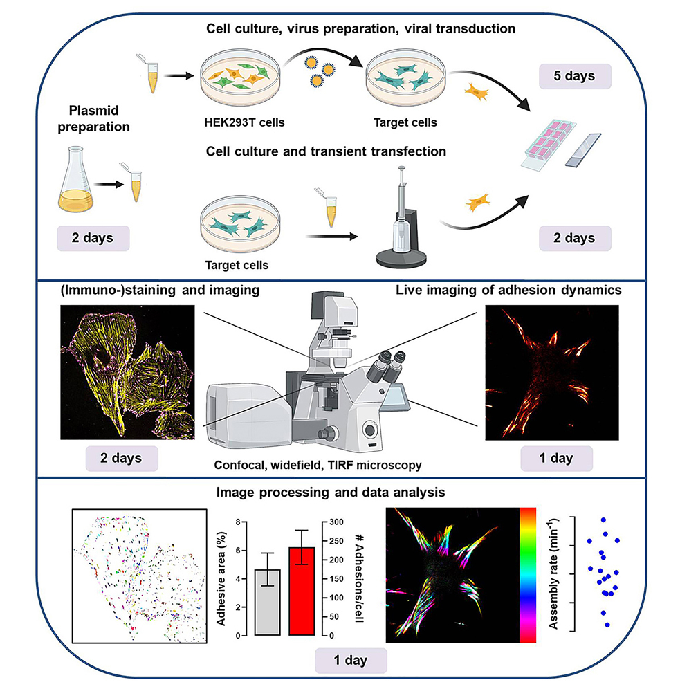 Cell Press: STAR Protocols