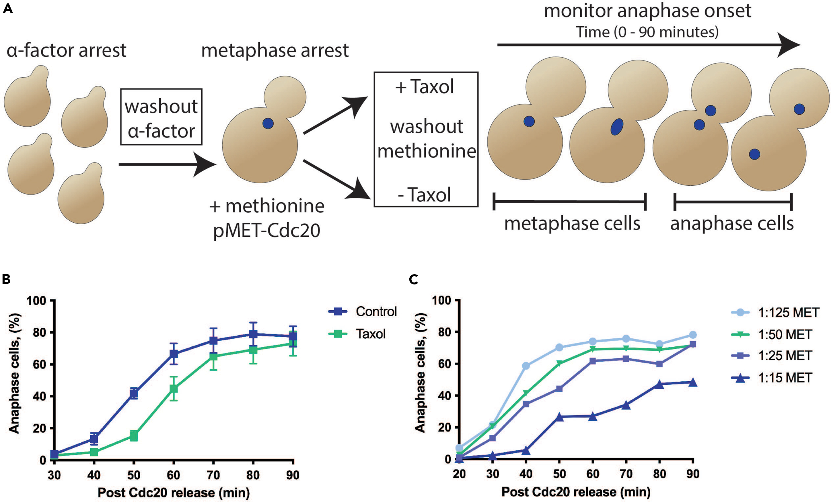 Cell Press: STAR Protocols