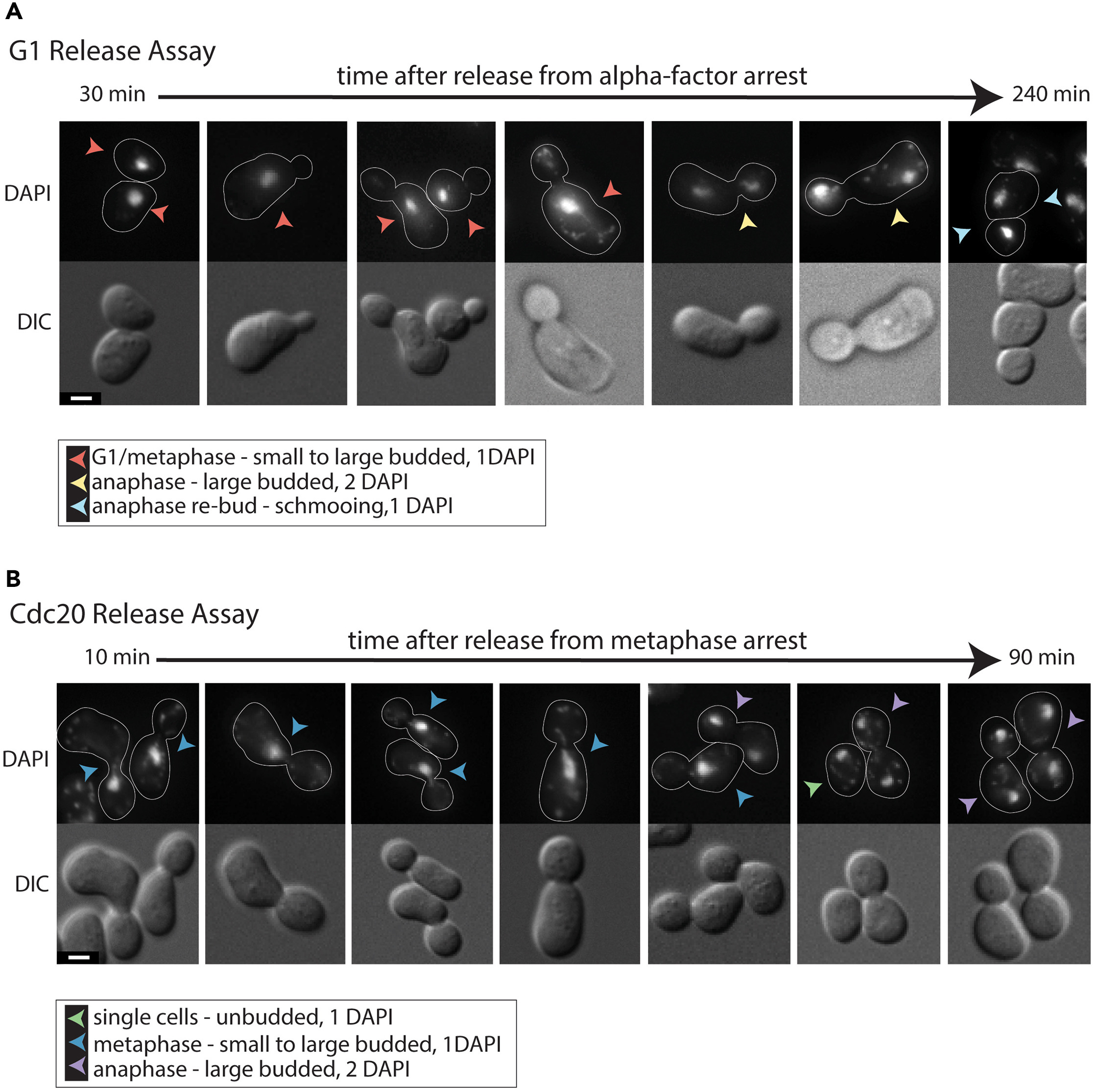 Cell Press: STAR Protocols