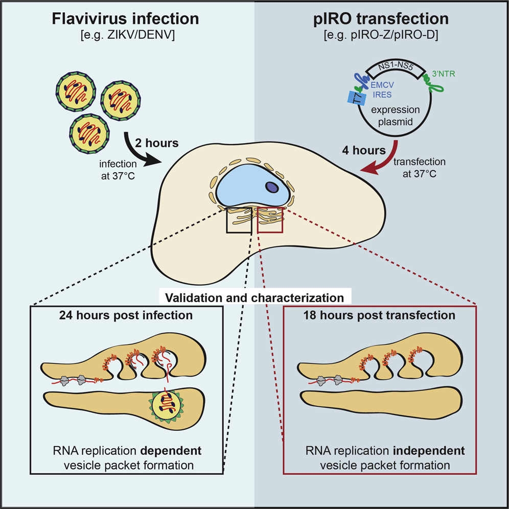 Cell Press: STAR Protocols
