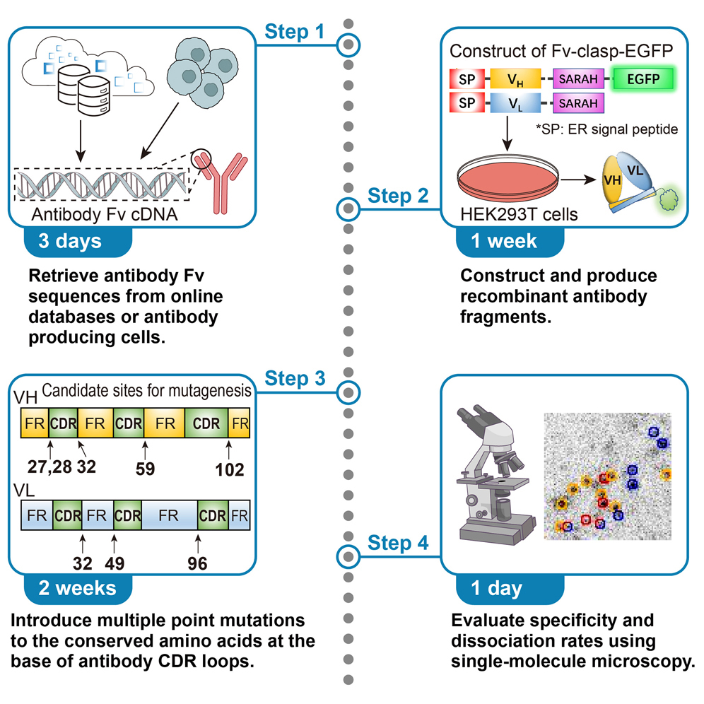 Cell Press: STAR Protocols
