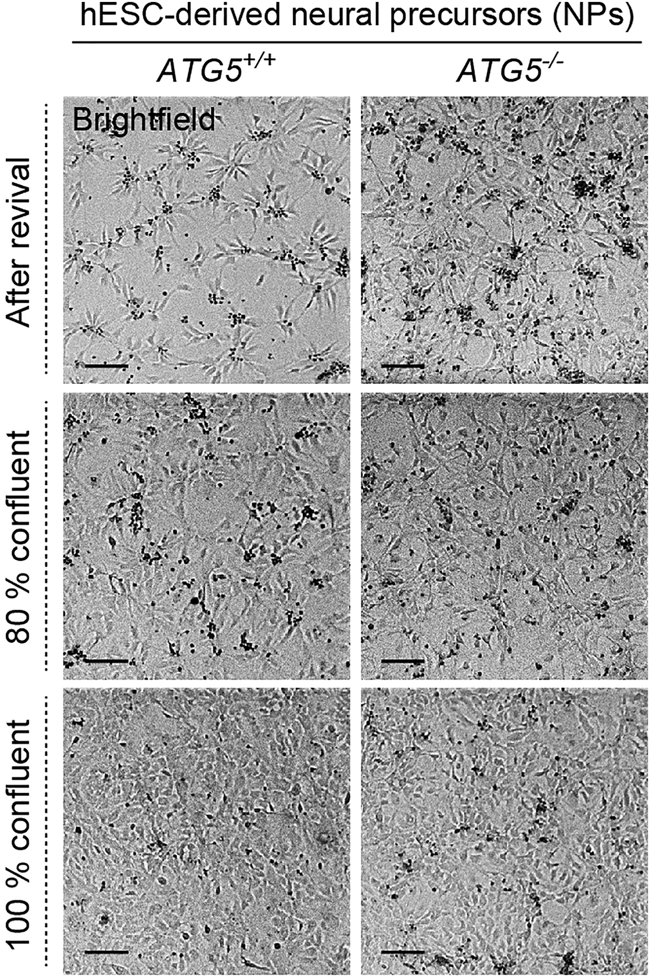 Cell Press: STAR Protocols