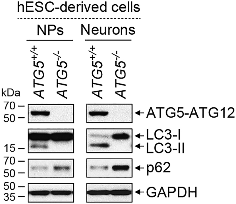 Cell Press: STAR Protocols